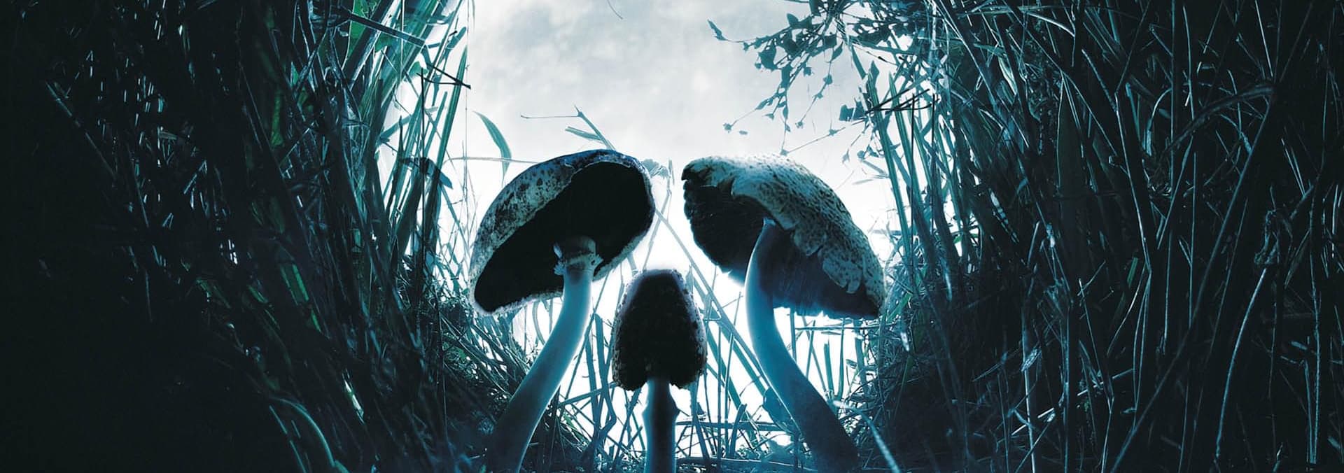 Watch Shrooms (2007) - Free Movies | Tubi