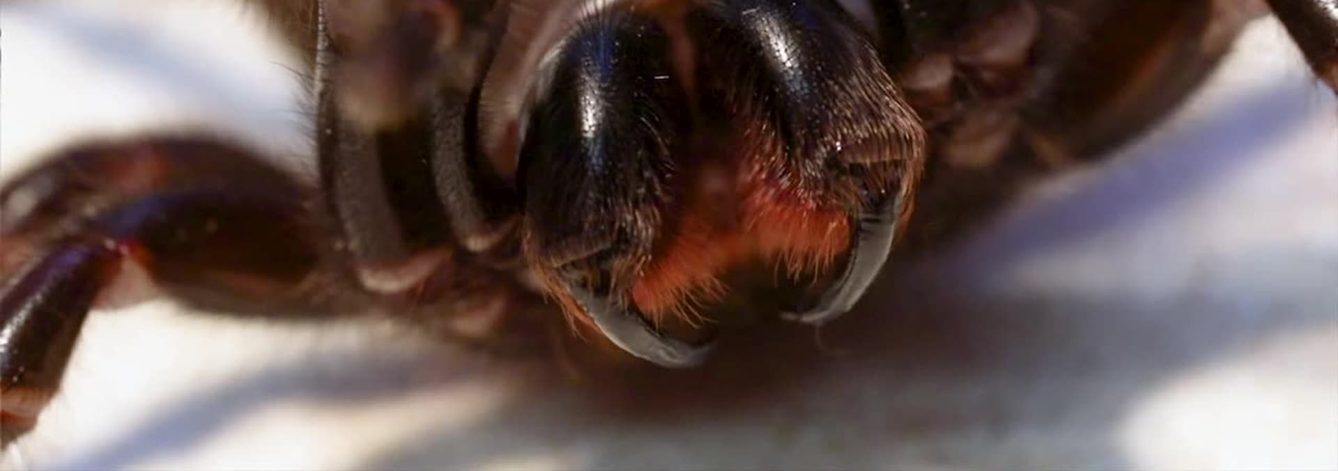 Watch Brave Wilderness S05:E01 - Deadliest Spider Bite! - Free TV Shows ...