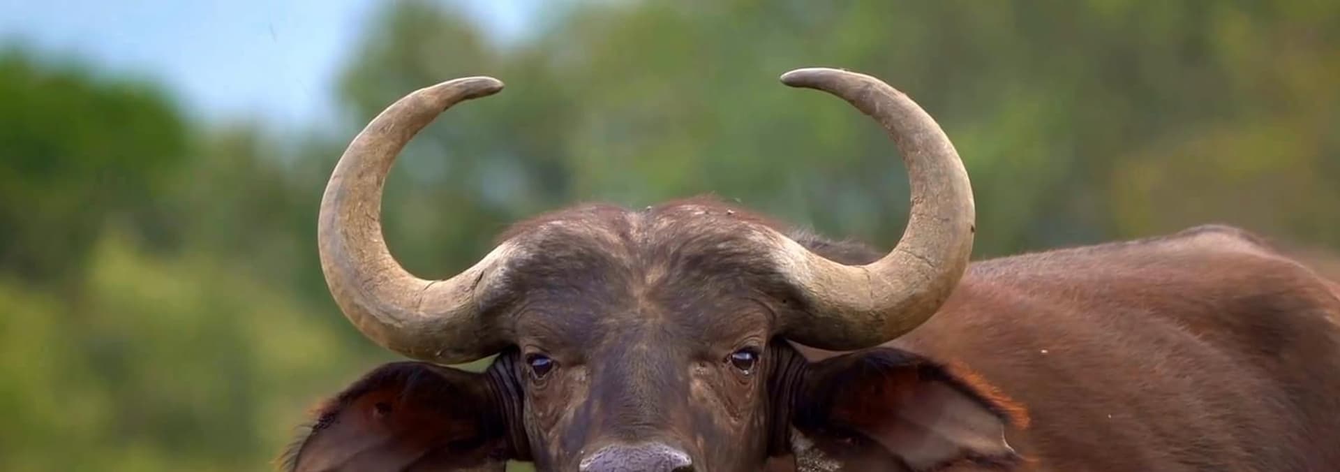 Watch Man Eats Wild S02:E06 - Getting Close to Black Death - Free TV ...