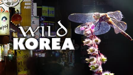 Watch Wild Korea - Free TV Shows | Tubi