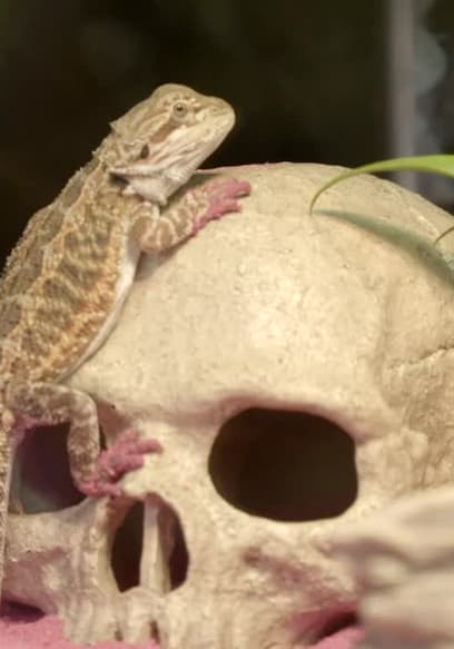 Watch Animal Cribs S01:E03 - Ultimate Manimal Cave - Free TV Shows | Tubi
