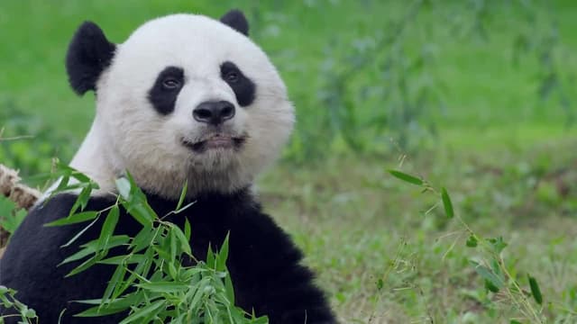 Watch The Big Feed S01:E01 - Panda-Monium - Free TV Shows | Tubi