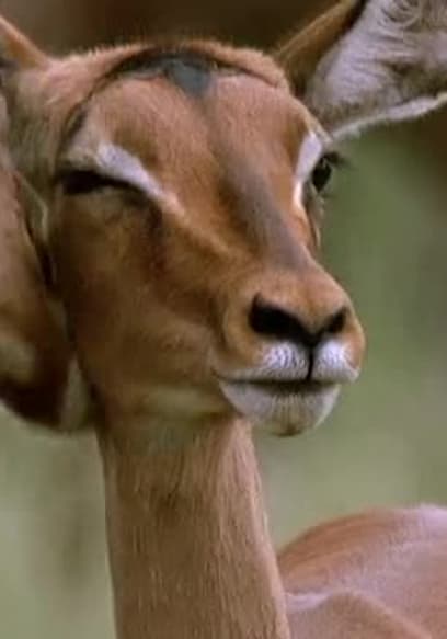 Watch Africa From the Ground Up S01:E04 - Top to Tail - Free TV Shows ...