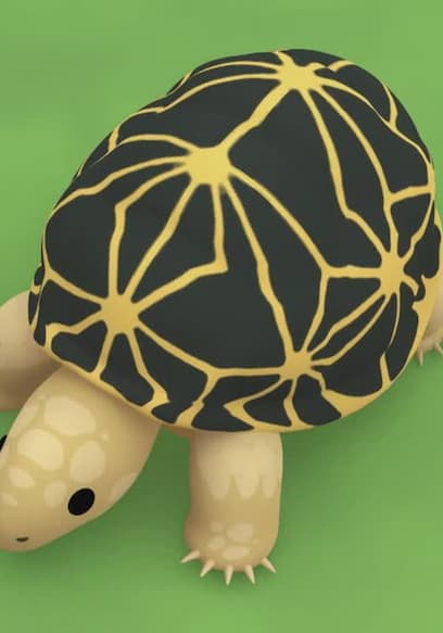 Watch Leo The Wildlife Ranger S01:E44 - Indian Star Tortoise - Free TV ...