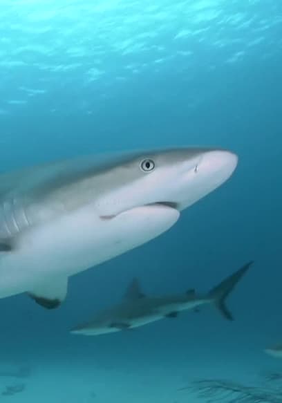Watch Blue World S05:E08 - Shark’s “Tonic Immobility” in the Bahamas ...