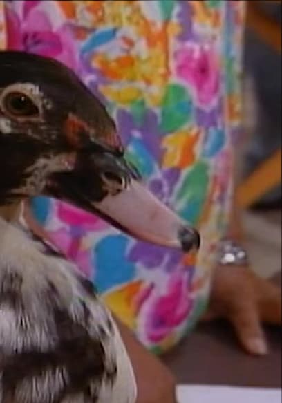 Watch Judge Wapner’s Animal Court S02:E25 - Unlucky Ducks / Mr. Lite's ...