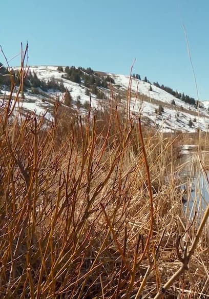 Watch MeatEater S06:E11 - Trapped in History: Wyoming Beaver - Free TV ...