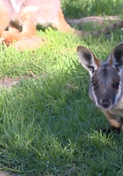 Watch All About Animals S01:E03 - Endangered Animals and a Vet Visit ...