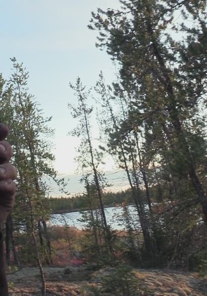 Watch Alone S10:E05 - Spirit Bear - Free TV Shows | Tubi