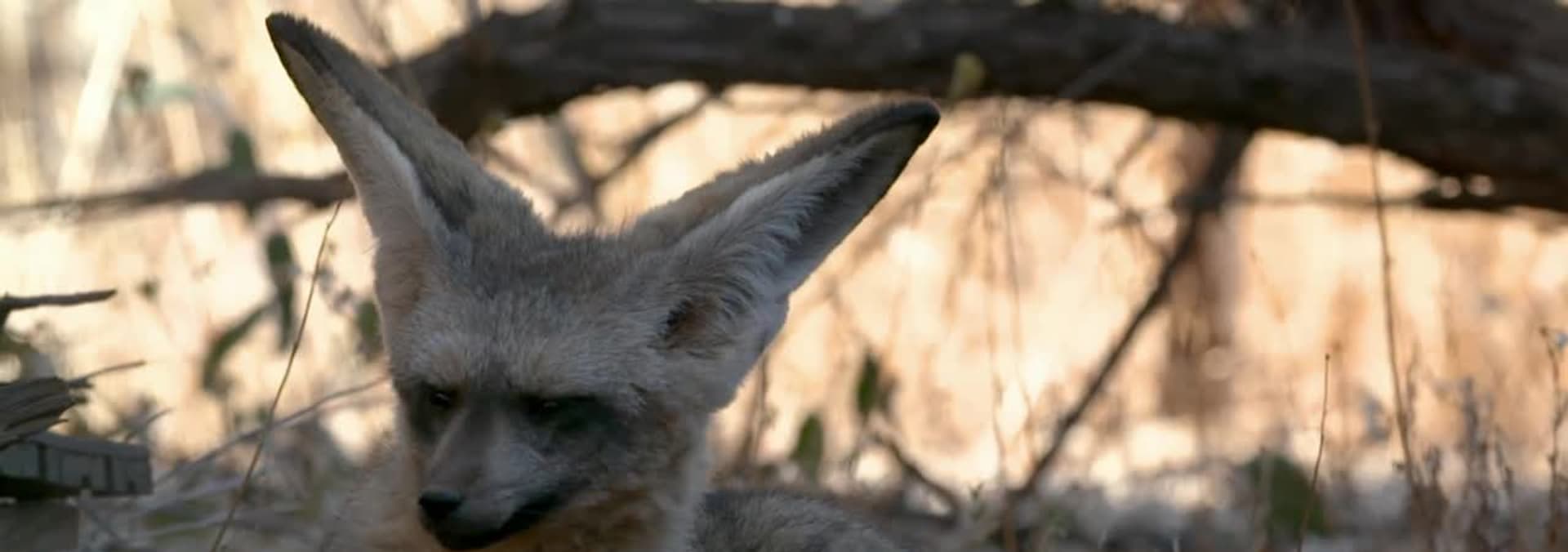 Watch How Do Animals Do That? S02:E07 - Foxy Foxes and Sticky Spiders ...