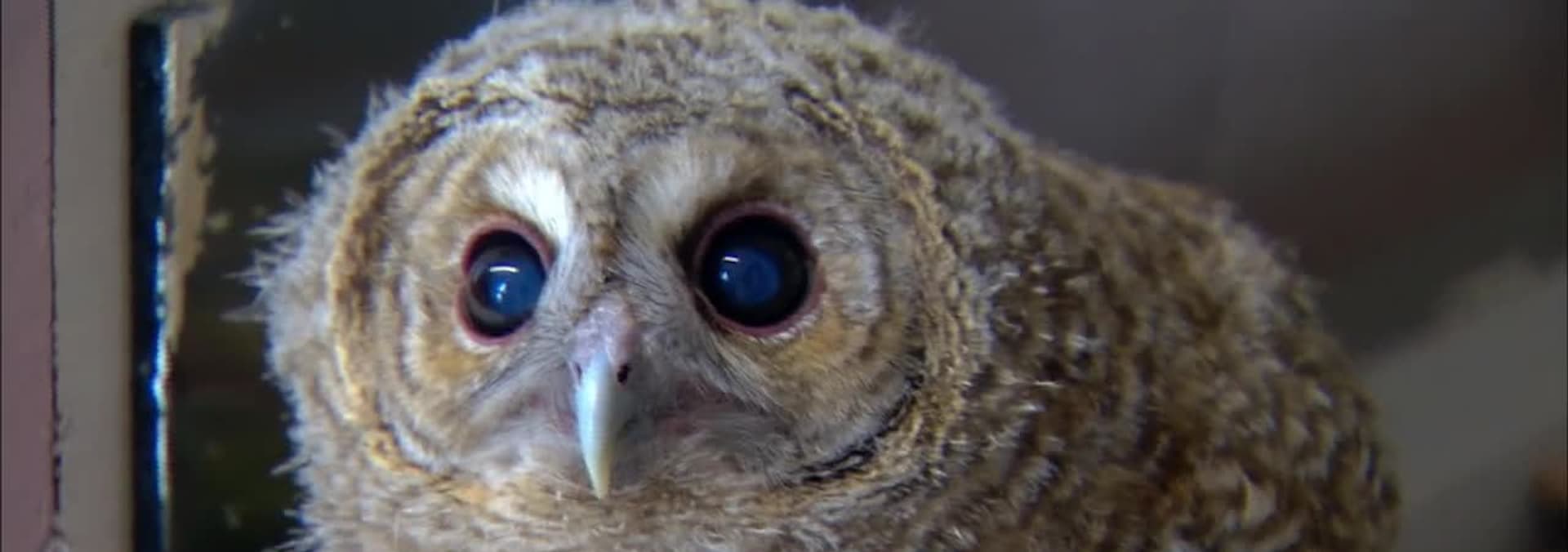 Watch Animal Atlas S04:E18 - The Birds & the Bees... and Bats - Free TV ...