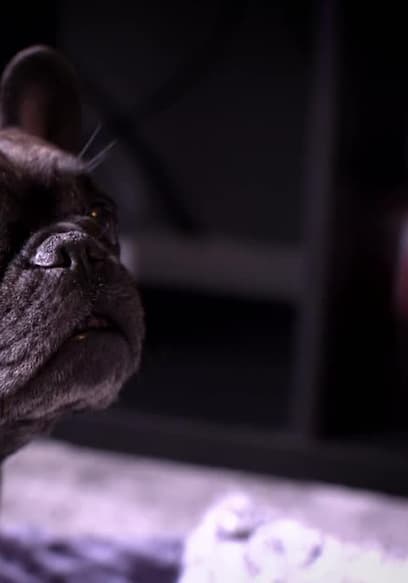 Watch Embarrassing Pets S01:E05 - Episode 5 - Free TV Shows | Tubi