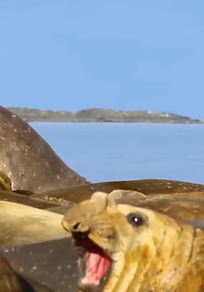 Watch Bizarre Beasts S01:E01 - We Blind-Ranked Blobby Beasts - Free TV ...