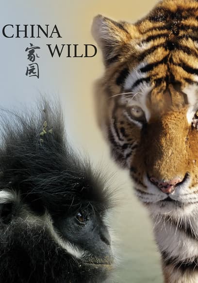 Watch China Wild S01:E04 - Wetlands - Free TV Shows | Tubi