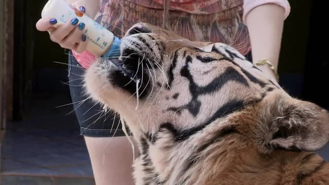 Watch Preposterous Pets S01:E01 - Lions, Bison and Bears! - Free TV ...