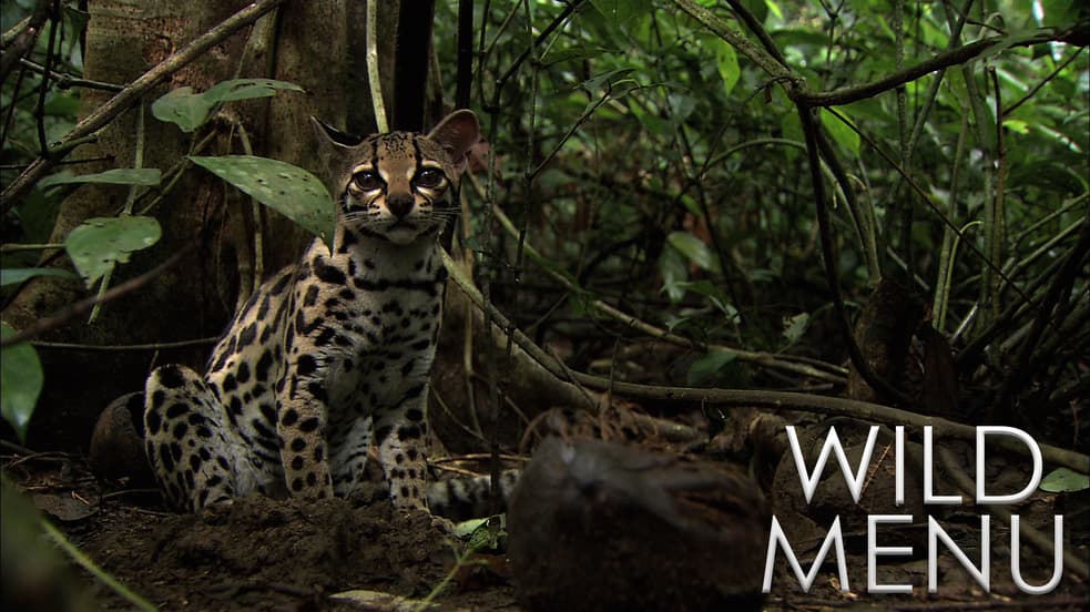 Watch Wild Menu Streaming Online | Tubi Free TV