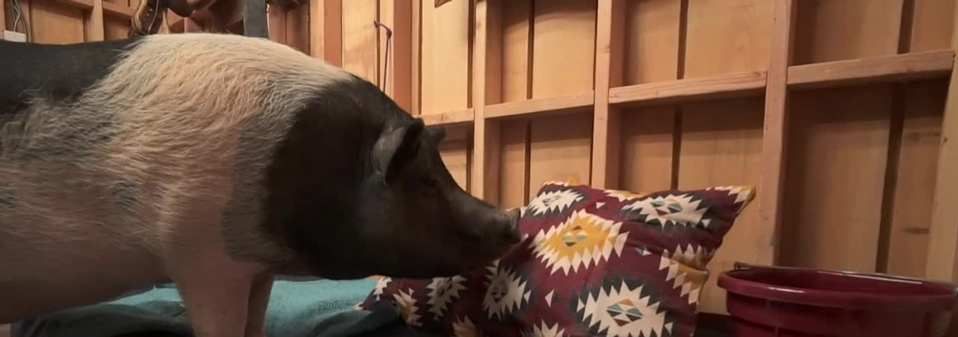 Watch Animal Cribs S02:E03 - Backyard Barnyard - Free TV Shows | Tubi