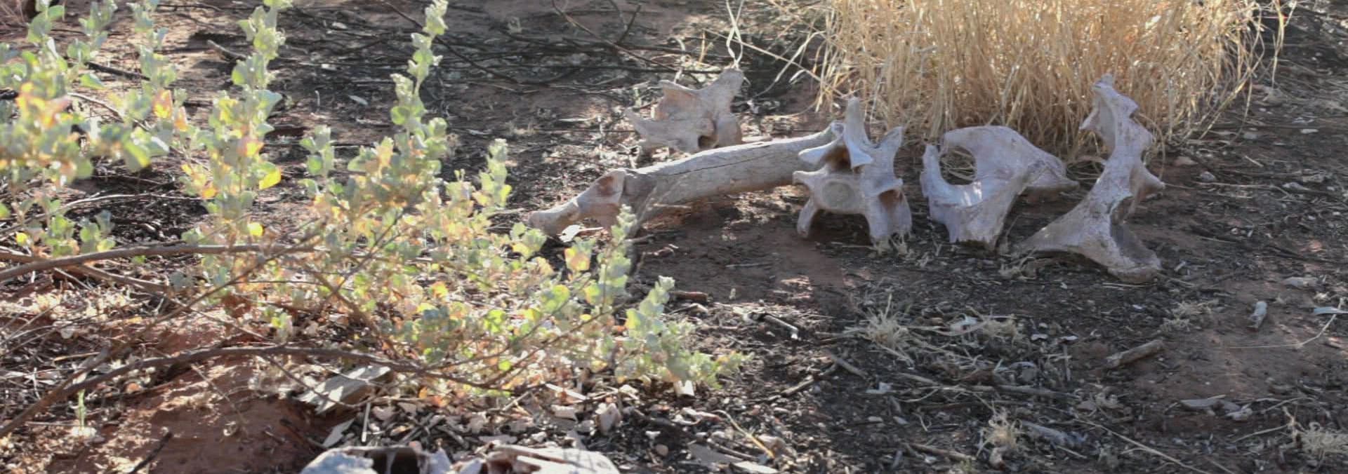 Watch Evil Up Close S03:E19 - Killer in the Outback: Bradley Murdoch - Free TV Shows | Tubi