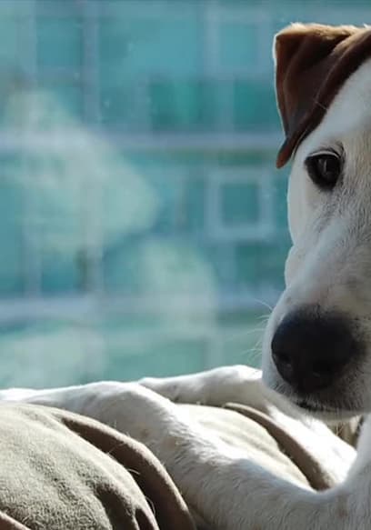 Watch Dog Whisperer with Cesar Millan S05:E09 - K-9 Phobia - Free TV ...