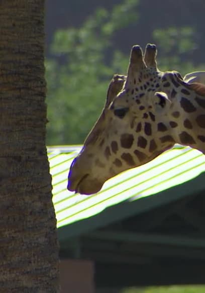 Watch Animal Atlas S04:E11 - Variety Show!: The Greatest Mysteries of ...