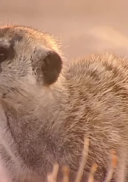 Watch Meerkat Manor S01:E03 - Some Like It Hot - Free TV Shows | Tubi