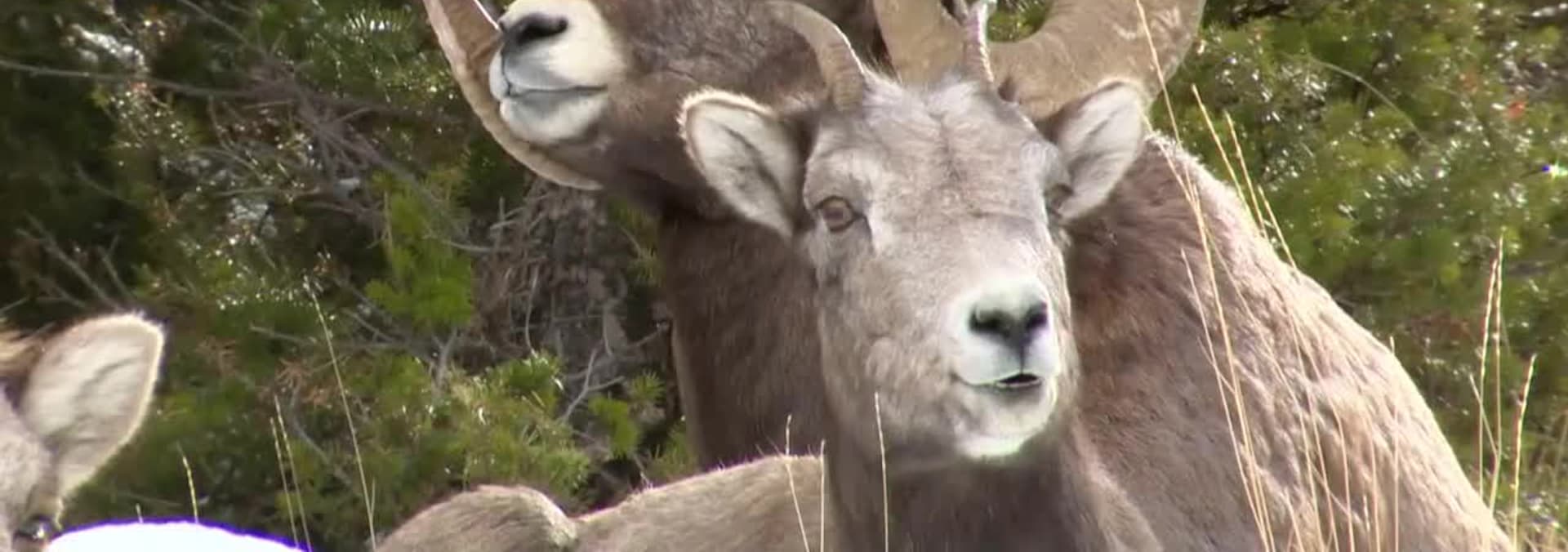 Watch Wardens S06:E06 - Frozen Fire - Free TV Shows | Tubi