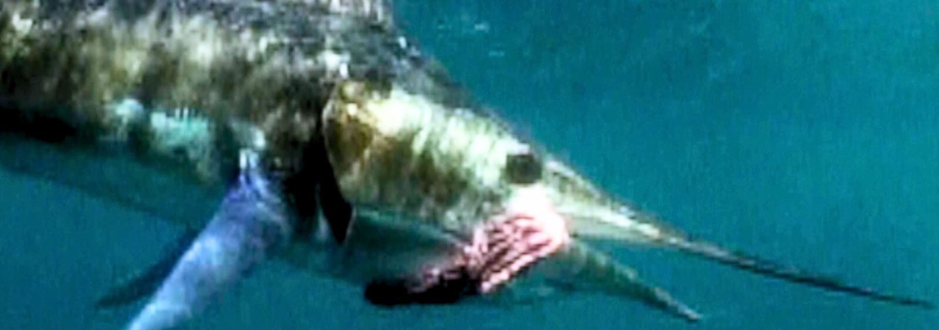 Watch Inside Sportfishing: Below the Border S03:E20 - Reel-Screaming ...