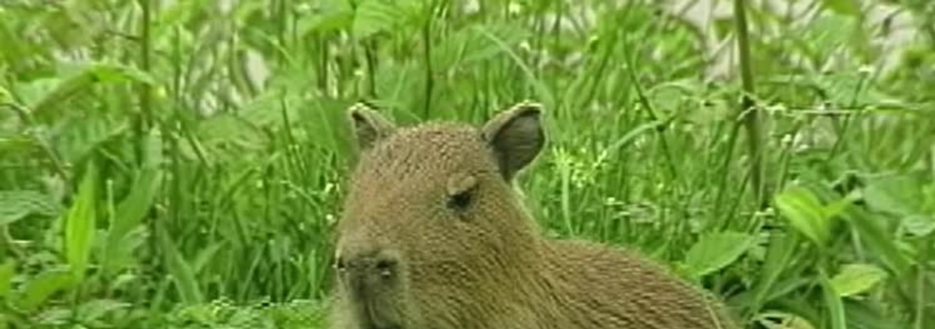 Watch The Giant Capybara Trailer (1995) - Free Movies | Tubi