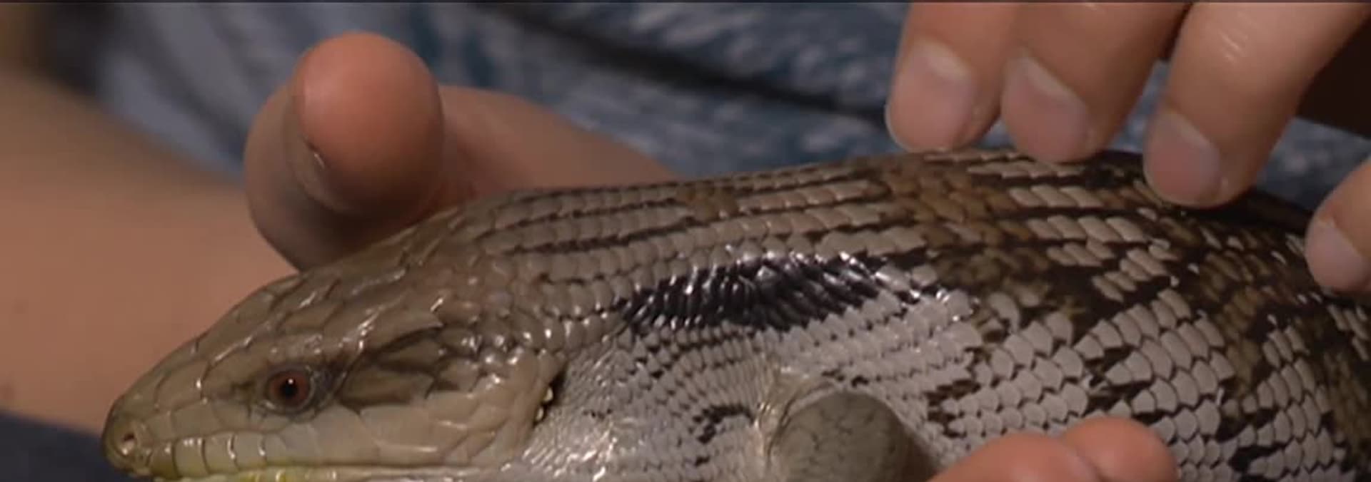 Watch All About Animals S02:E02 - Crabs, Lizards, and Dairy Delights: A ...