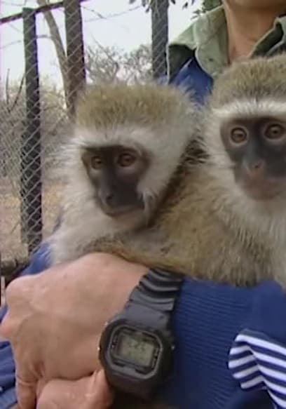 Watch Vets on the Wild Side S01:E11 - Episode 11 - Free TV Shows | Tubi