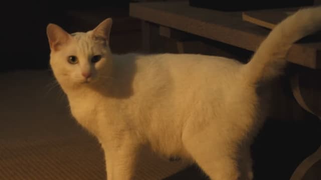 Watch Samurai Cat - Free TV Shows | Tubi