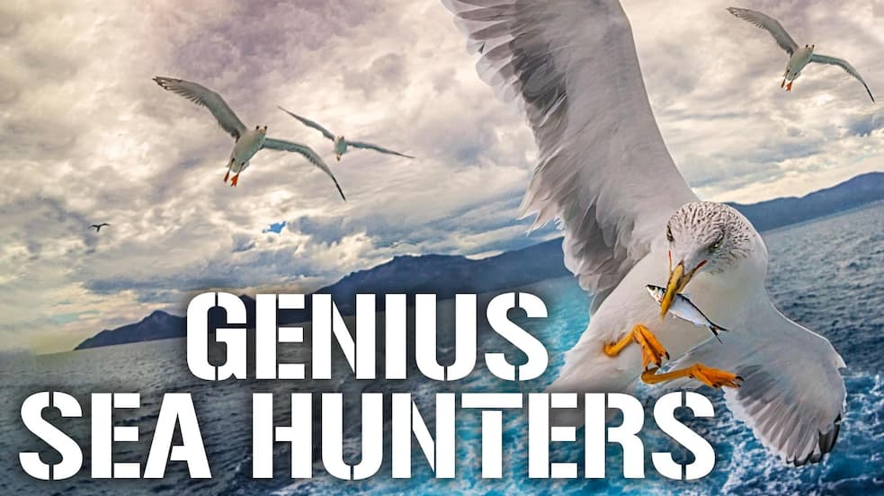 Watch Genius Sea Hunters Streaming Online | Tubi Free TV