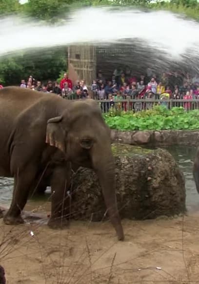 Watch The Zoo S04:E01 - Episode 1 - Free TV Shows | Tubi