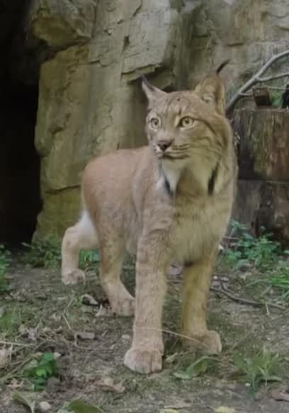 Watch The Zoo S05:E01 - A New Reality - Free TV Shows | Tubi