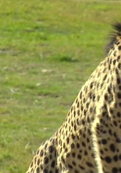 Watch All About Animals S01:E07 - The Cheetah and Backyard Animals ...