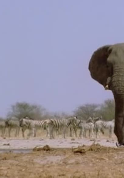 Watch Africa From the Ground Up S01:E08 - Size Isn't Everything - Free ...