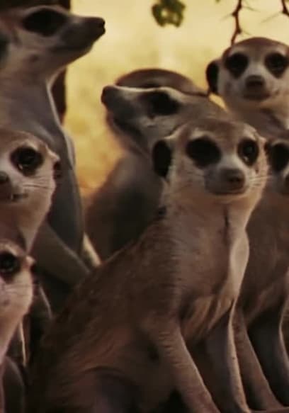 Watch Meerkat Manor S02:E02 - Episode 2 - Free TV Shows | Tubi