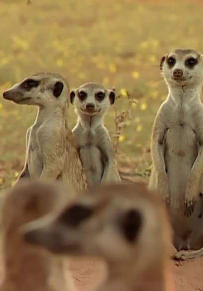 Watch Meerkat Manor S01:E10 - Flower Power - Free TV Shows | Tubi