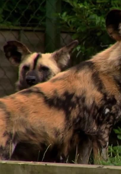 Watch The Zoo S02:E07 - Episode 7 - Free TV Shows | Tubi