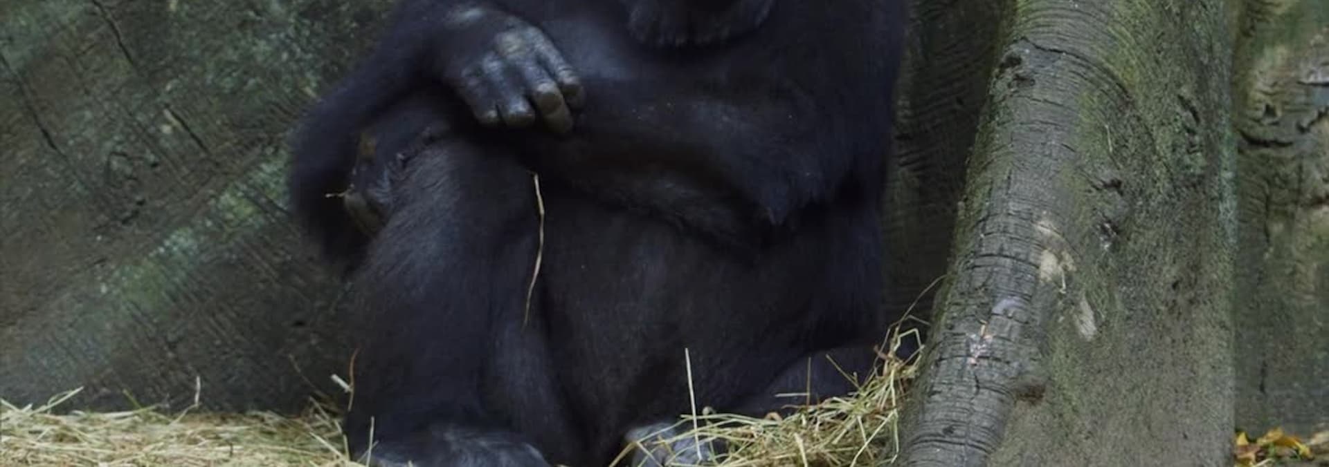 Watch The Zoo S02:E10 - A Gorilla With Heart - Free TV Shows | Tubi