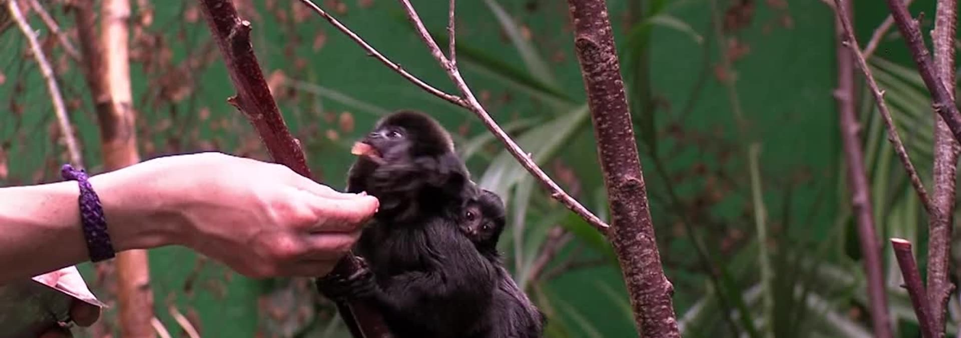 Watch The Zoo S06:E04 - Episode 4 - Free TV Shows | Tubi