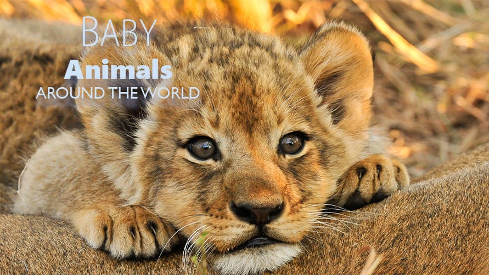 Watch Baby Animals Around the World Streaming Online | Tubi Free TV