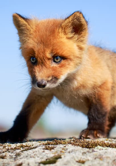 Watch Baby Animals in Our World S01:E01 - Pet Babies - Free TV Shows | Tubi