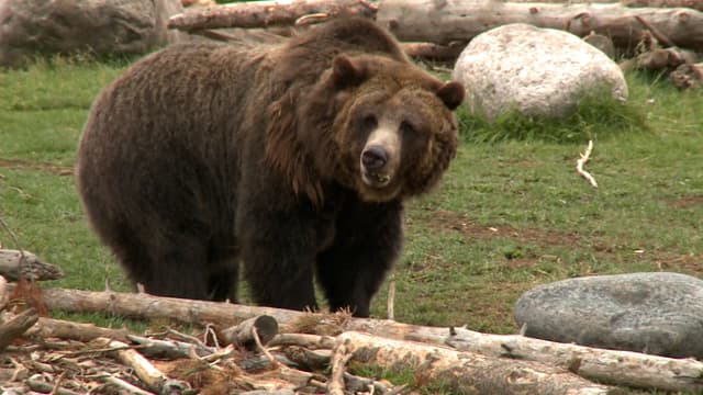 Watch Wardens S03:E01 - Grizzly Bear - Free TV Shows | Tubi