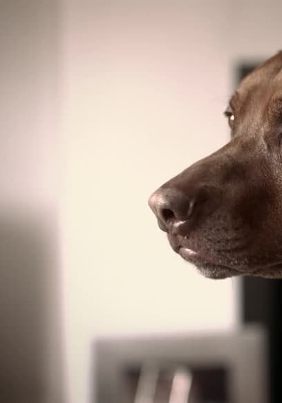 Watch Embarrassing Pets S01:E15 - Episode 15 - Free TV Shows | Tubi