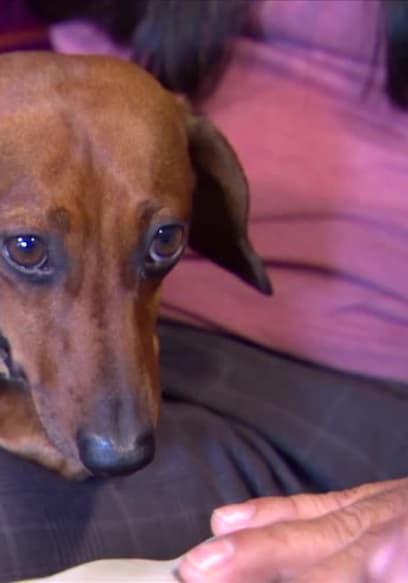 Watch Dog Whisperer with Cesar Millan S03:E21 - Lotus Blossoms - Free ...