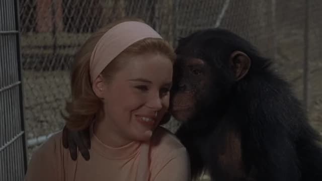 Watch Daktari S02:E14 - The Chimp Who Cried Wolf - Free TV Shows | Tubi