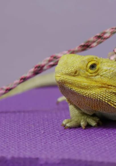 Watch The Vet Life S02:E02 - Not So Easy Riders - Free TV Shows | Tubi