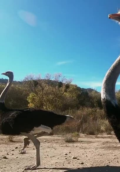 Watch How Do Animals Do That? S02:E16 - Super Sloths, Ostrich Marathon ...