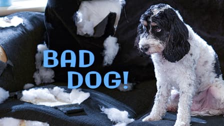 Watch Bad Dog - Free TV Shows | Tubi